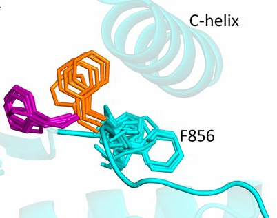蛋白激酶DFG-in和DFG-out构象 - 知乎