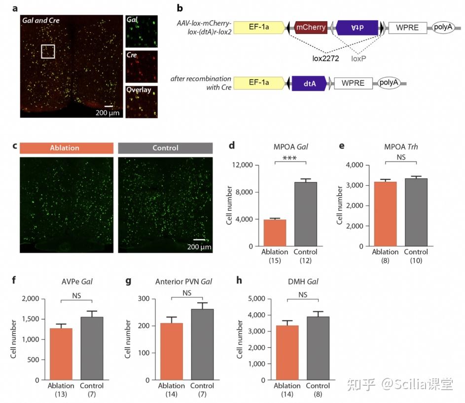 细胞杀伤、钙成像及探针工具病毒载体介绍 - 知乎