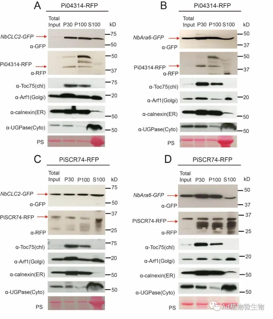Plant Cell | 研究揭示卵菌效应蛋白进入植物宿主细胞的机制 ！ - 知乎