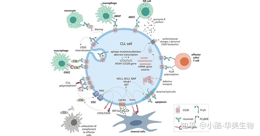 CD20：狂奔中的“战马”，新型药研发从未停歇！ - 知乎