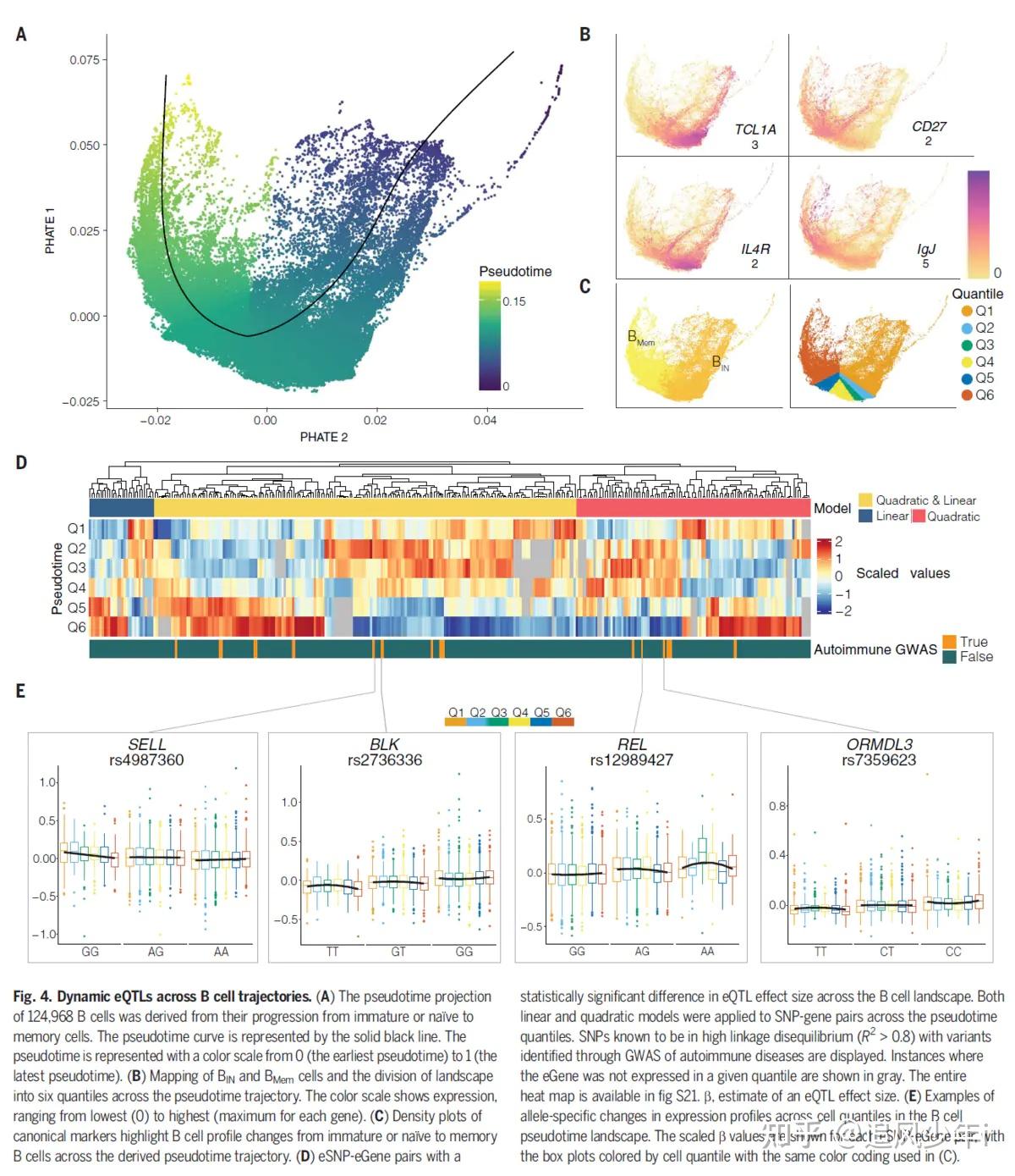利用10X单细胞eQTL定位确定自身免疫性疾病的细胞类型特异性基因控制 - 知乎
