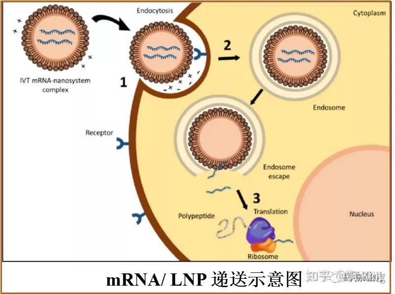 mRNA疫苗递送技术-LNP - 知乎