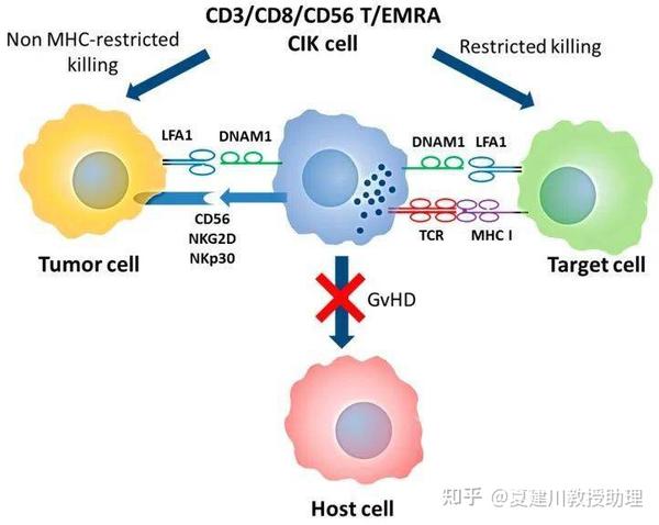 随访13年，癌症未复发！CIK/DC-CIK疗法神奇在哪？ - 知乎