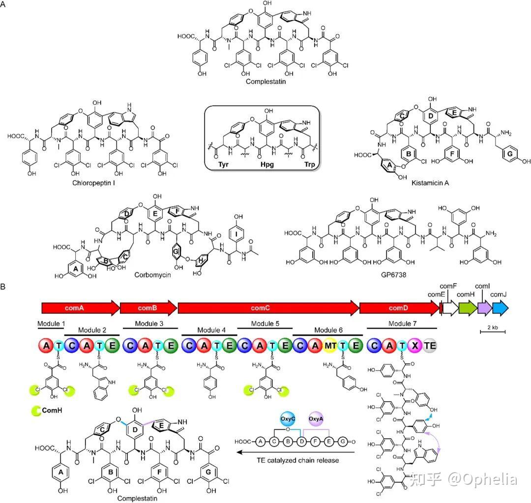 基因组时代全新糖肽抗生素的发掘 - ACS Central Science - 知乎