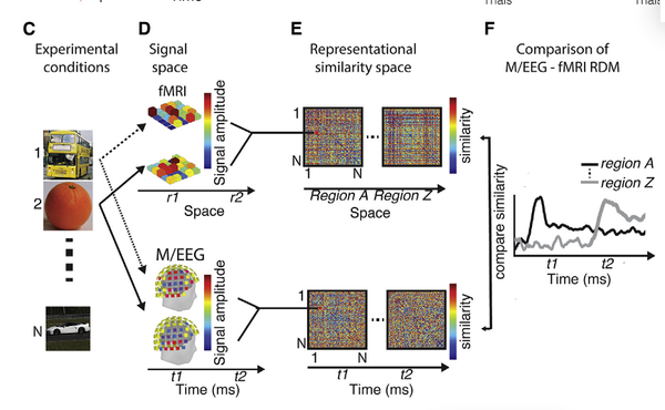 文献｜Neuron：M/EEG和fMRI的融合能够帮助我们同时了解到人脑在时空上的反应 - 知乎
