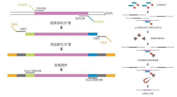 技术前沿|tNGS PK mNGS，临床感染诊断能否迎来“春天”？ - 知乎