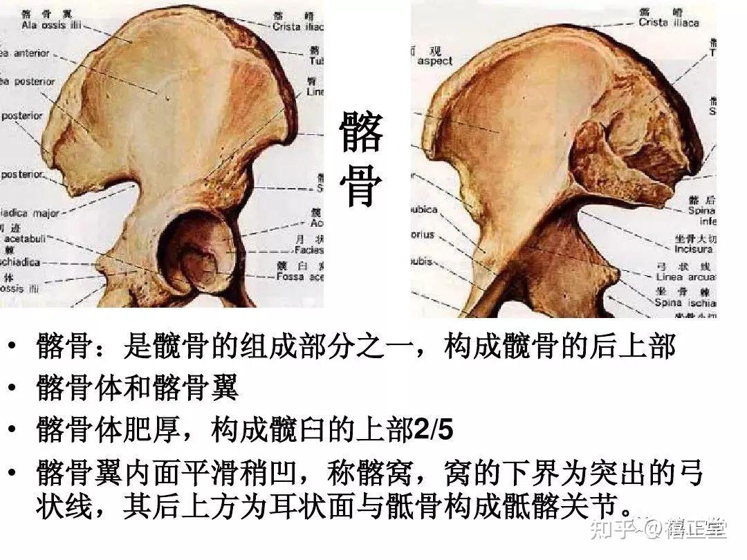 骶髂关节详细解剖（值得收藏） - 知乎