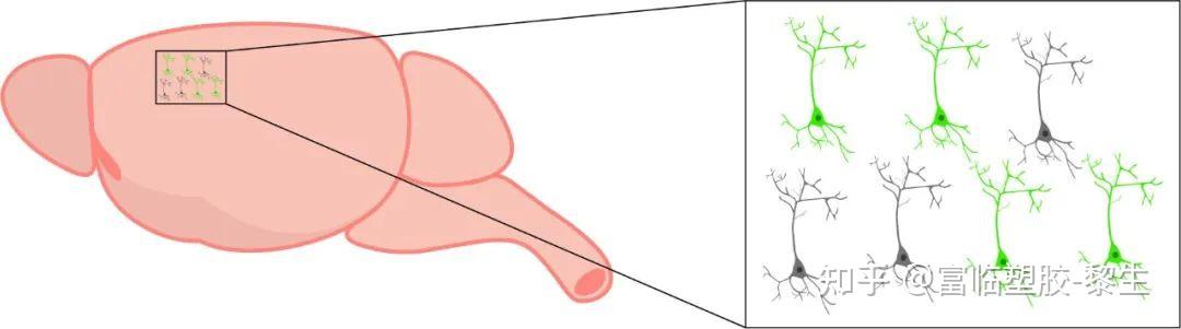 活体钙成像：终极指南 - 知乎
