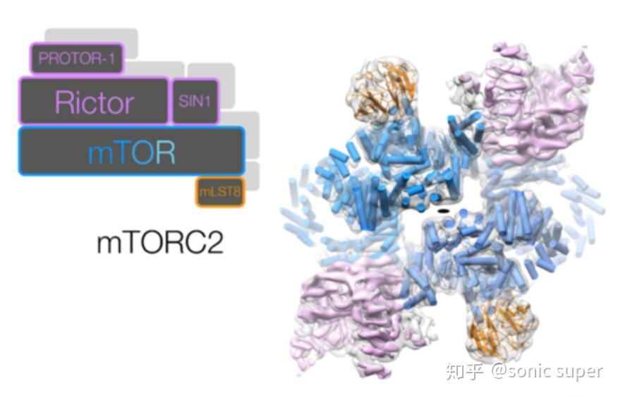 mTOR：一统抗衰老江湖的生长营养调节中枢 - 知乎