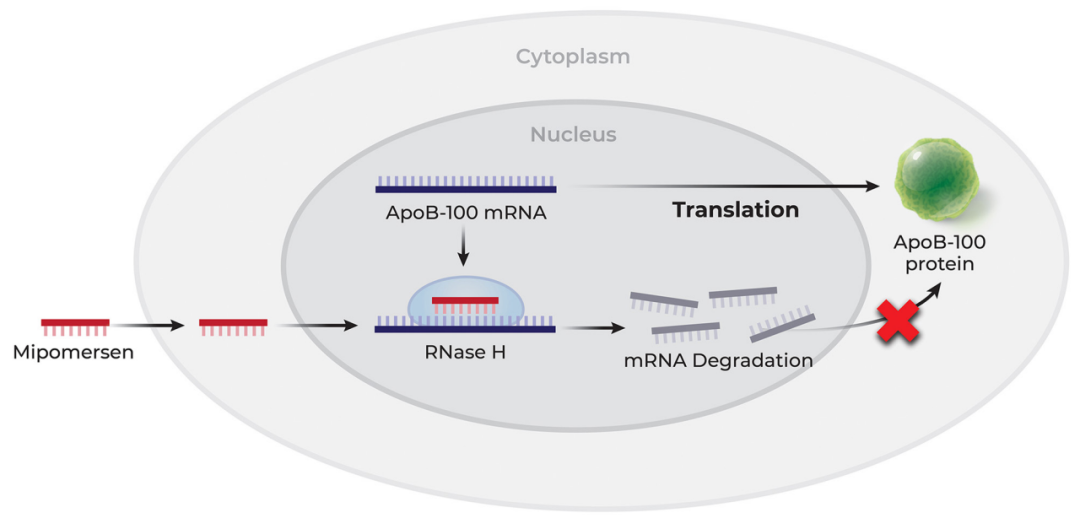 RNA药物全面解析：从ASO、mRNA、siRNA到环状RNA、CRISPR-gRNA的机制与应用