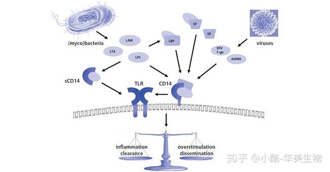 CD14—细菌脂多糖的膜受体 - 知乎