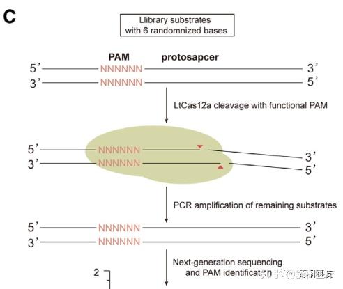 技术介绍 | CRISPR-Cas之如何鉴定PAM？ - 知乎