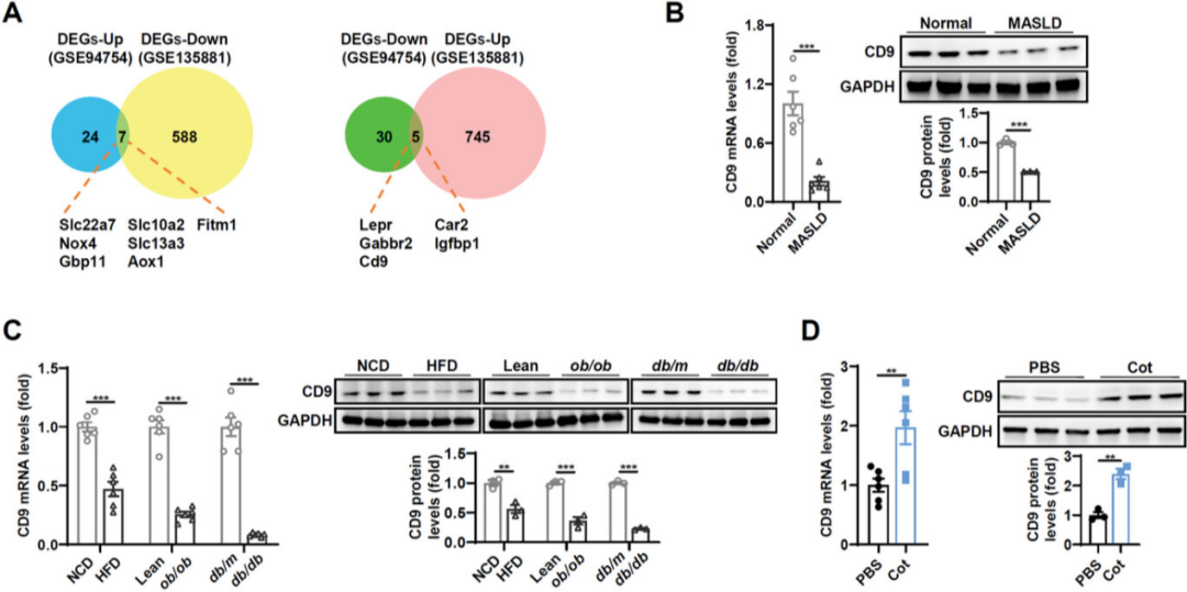 Advanced Science | 郑宏庭教授团队揭示GCGR激活下的肝脏脂肪代谢调控新机制 - 知乎