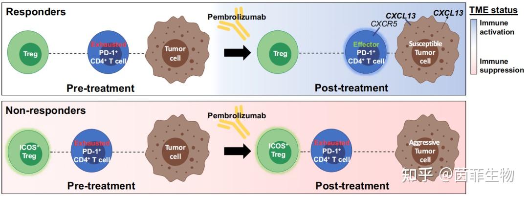 Nat Commun | CODEX——SpatialScore预测皮肤T细胞淋巴瘤对PD-1阻断响应的空间生物标志物 - 知乎