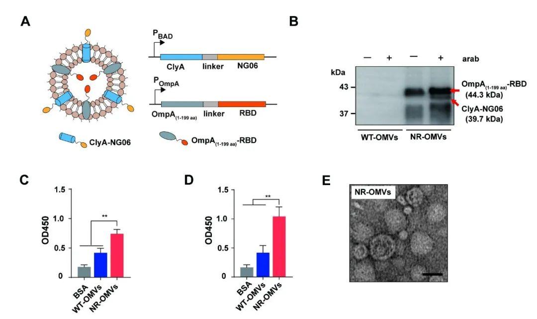iScience︱叶邦策团队发表改造益生菌外膜囊泡高效递送新冠病毒抗原，为疫苗开发提供新思路 - 知乎