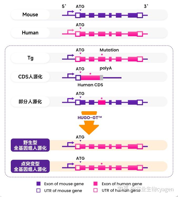 下一代全基因组人源化模型构建计划——HUGO-GT Program，加速基因治疗药物研发 - 知乎