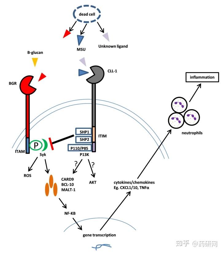 CLL1：急性髓性白血病靶点研究进展 - 知乎