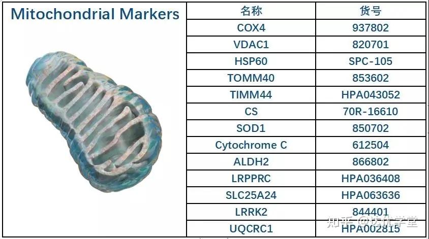 一文教你搞定细胞器marker选择（抗体集上篇） - 知乎