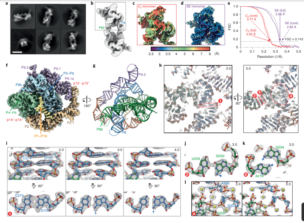Nat Methods | RNA分子结构研究新方法 - 知乎