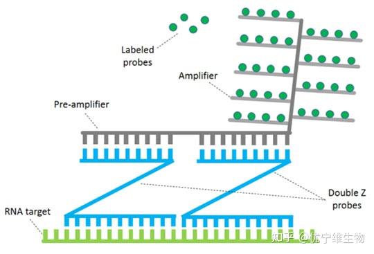 原位杂交技术新进展，一文了解！ - 知乎