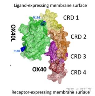 OX40/OX40L：癌症及自免疫明星靶点 - 知乎