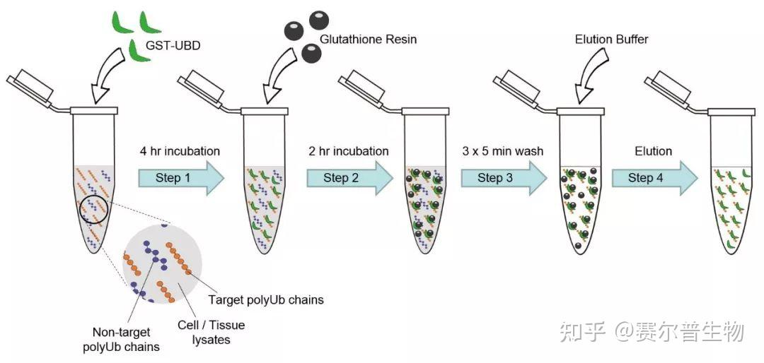一文分清IP、co-IP、ChIP、RIP、pull-down！ - 知乎