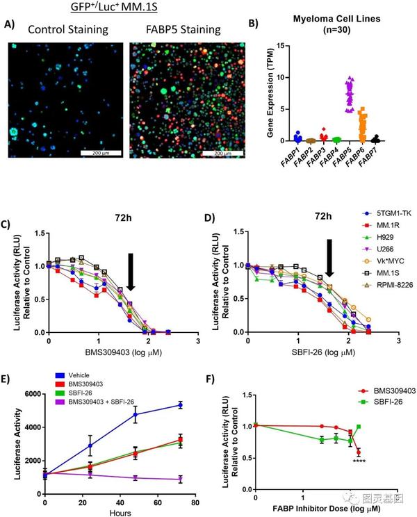 eLife | 靶向脂肪酸结合蛋白破坏多发性骨髓瘤细胞周期进程和MYC信号 - 知乎