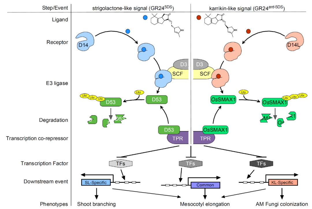 Plant Cell | Karrikin信号与独脚金内酯信号途径共同调控水稻中胚轴发育的分子机制 - 知乎