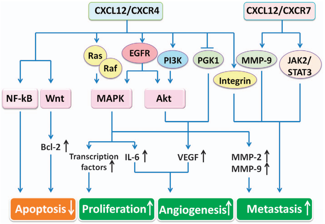 进攻多面手，肿瘤、自免疾病治疗“新”锐-CXCR家族 - 知乎