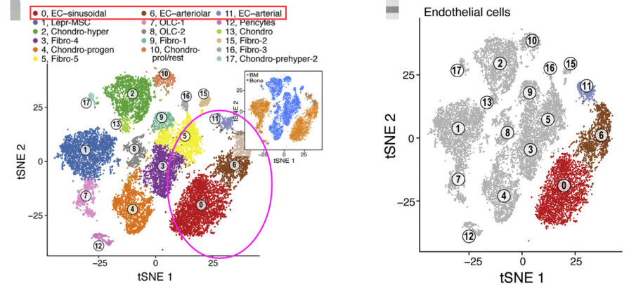 10X单细胞云工具 | tSNE图（附视频） - 知乎