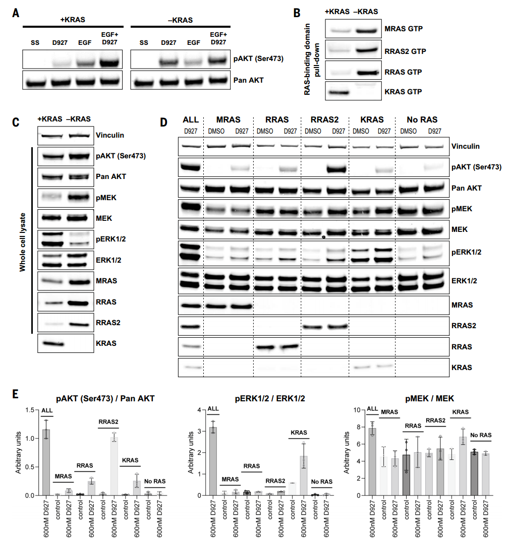 Science | 新型分子胶D223/D927，可在无胰岛素的情况下促进葡萄糖摄取 - 知乎