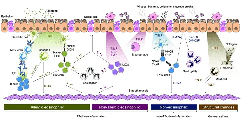 细胞因子TSLP抗体药物治疗哮喘迎曙光 - 知乎