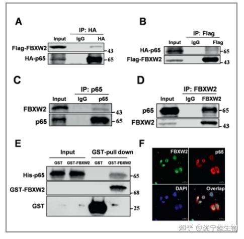 泛素化在癌症研究中的研究思路，5篇文章带你来了解 - 知乎