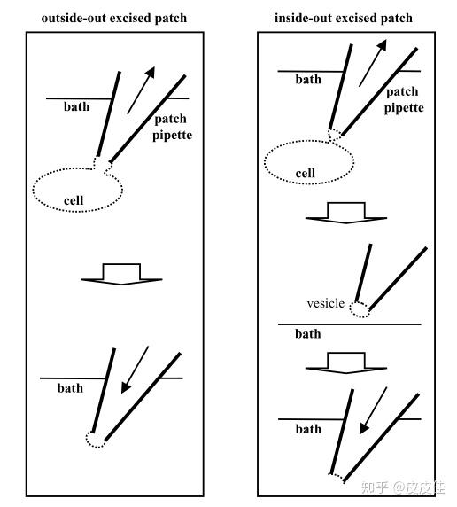 膜片钳技术的分类（三） - 知乎
