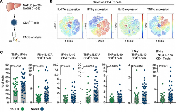 JCI insights︱德国汉堡大学赵宇等鉴定非酒精性脂肪肝炎患者中产生多种细胞因子的辅助T细胞病理功能 - 知乎