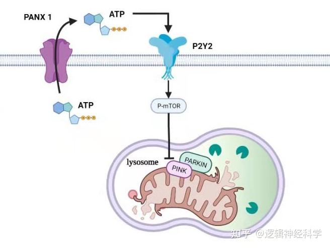 Commun Biol︱武汉大学中南医院彭智勇团队发现Pannexin 1通过线粒体自噬调控肾缺血/再灌注损伤 - 知乎
