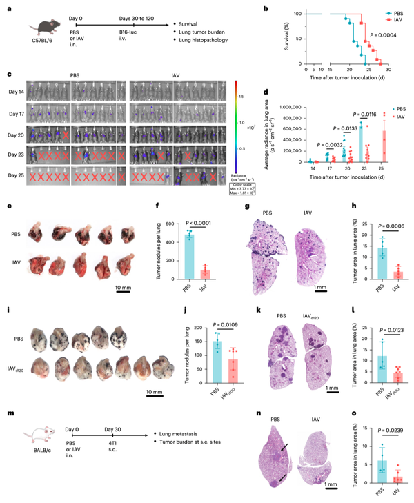 Nature Immunology丨受流感训练的粘膜驻留肺泡巨噬细胞赋予肺部长期抗肿瘤免疫力 - 知乎