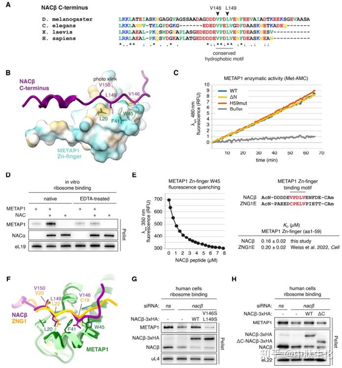 Science：揭示蛋白复合物NAC在真核生物蛋白合成工厂中起着分子控制中心的作用 - 知乎
