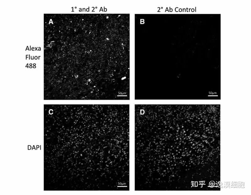 Safe Harbor 靶向 CRISPR-Cas9 工具用于活体细胞的分子遗传学成像 - 知乎
