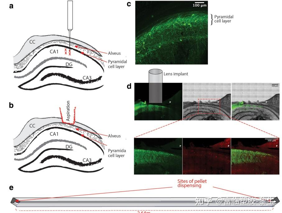 自由活动大鼠海马 CA1 区位置细胞动态调谐：Miniscope 微型荧光显微镜多日钙成像揭示高比例稳定位置野神经元 - 知乎