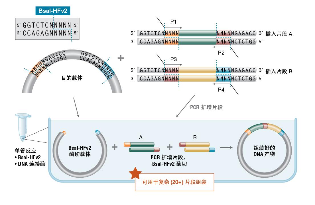 RNA 合成专题（二）：快速、精准的构建 RNA 合成模板 - 知乎