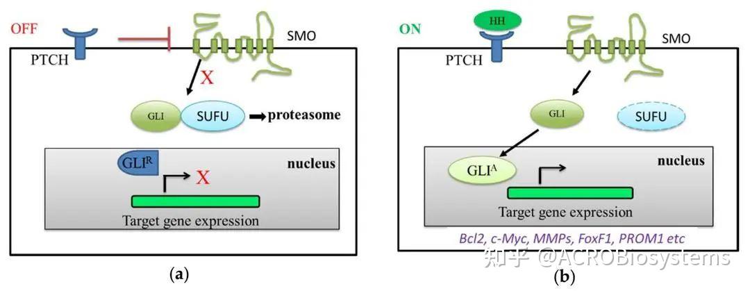 “膜杰作”新品 | GPCR家族：全长SMO蛋白 - 知乎