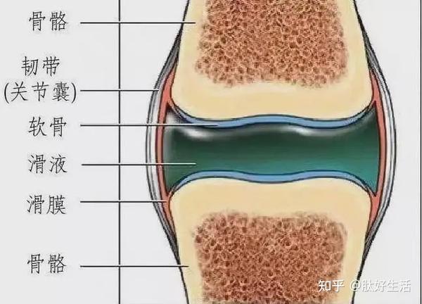 肽好生活关节养护百科：关节“咔咔”的响，这是病了吗？ - 知乎