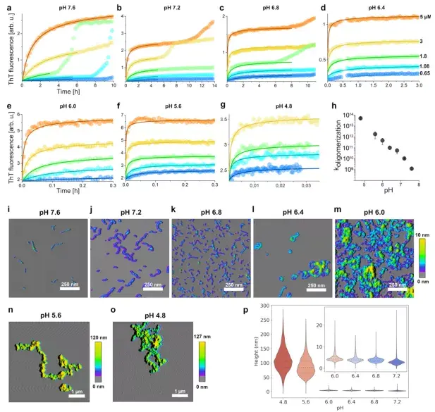 Nat Commun：内溶酶体的Aβ浓度和pH值触发Aβ寡聚体的形成，诱导Tau错配 - 知乎