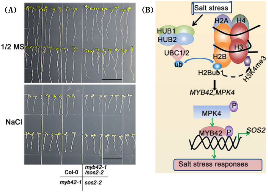 浅谈MYB转录因子家族的那些事~ - 知乎