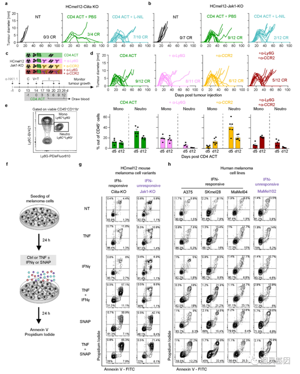 Nature | CD4+ T细胞诱导的炎症细胞死亡控制肿瘤免疫逃避 - 知乎
