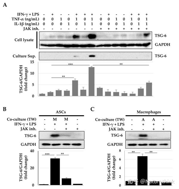 抗纤维化TSG-6的表达通过JAK/STAT信号通路在在间充质干细胞和巨噬细胞共培养过程中协同增加 - 知乎