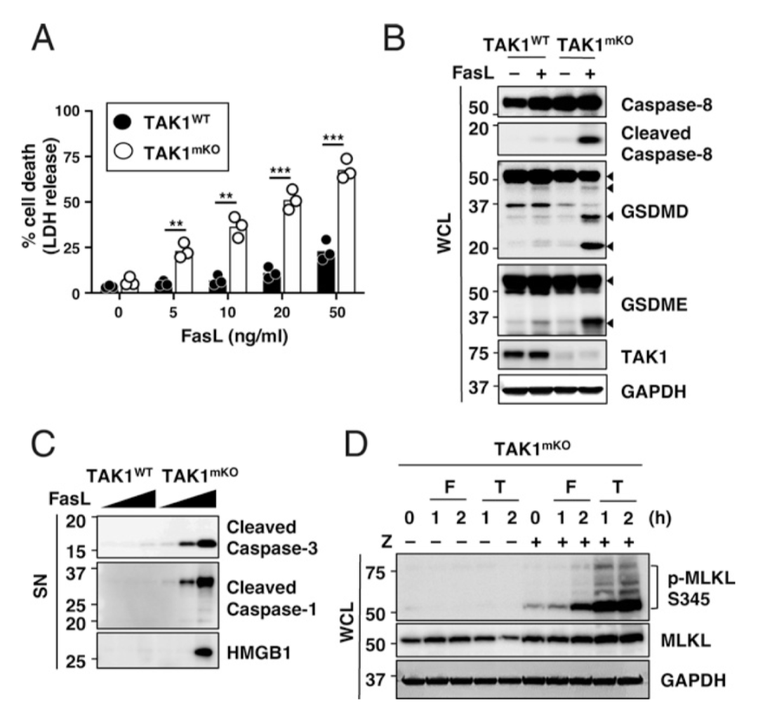 J Immunol丨TAK1 限制死亡受体 Fas 诱导的巨噬细胞死亡 - 知乎