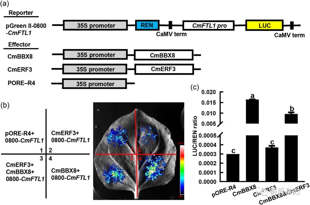 【Plant Cell Environ】乙烯响应转录因子和B-box蛋白调控菊花营养生长和开花 - 知乎