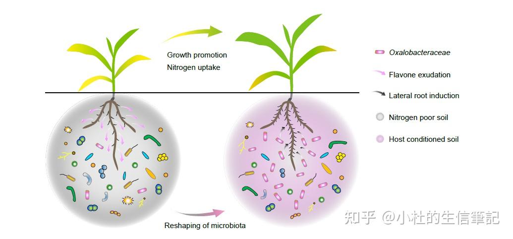 跟着Nature Plants做WGCNA数据分析 | 与我们的前面的分析使用代码基本一致 - 知乎